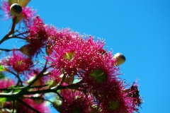 Our Projects - Yarra Yarra Biodiversity Corridor | Carbon Neutral