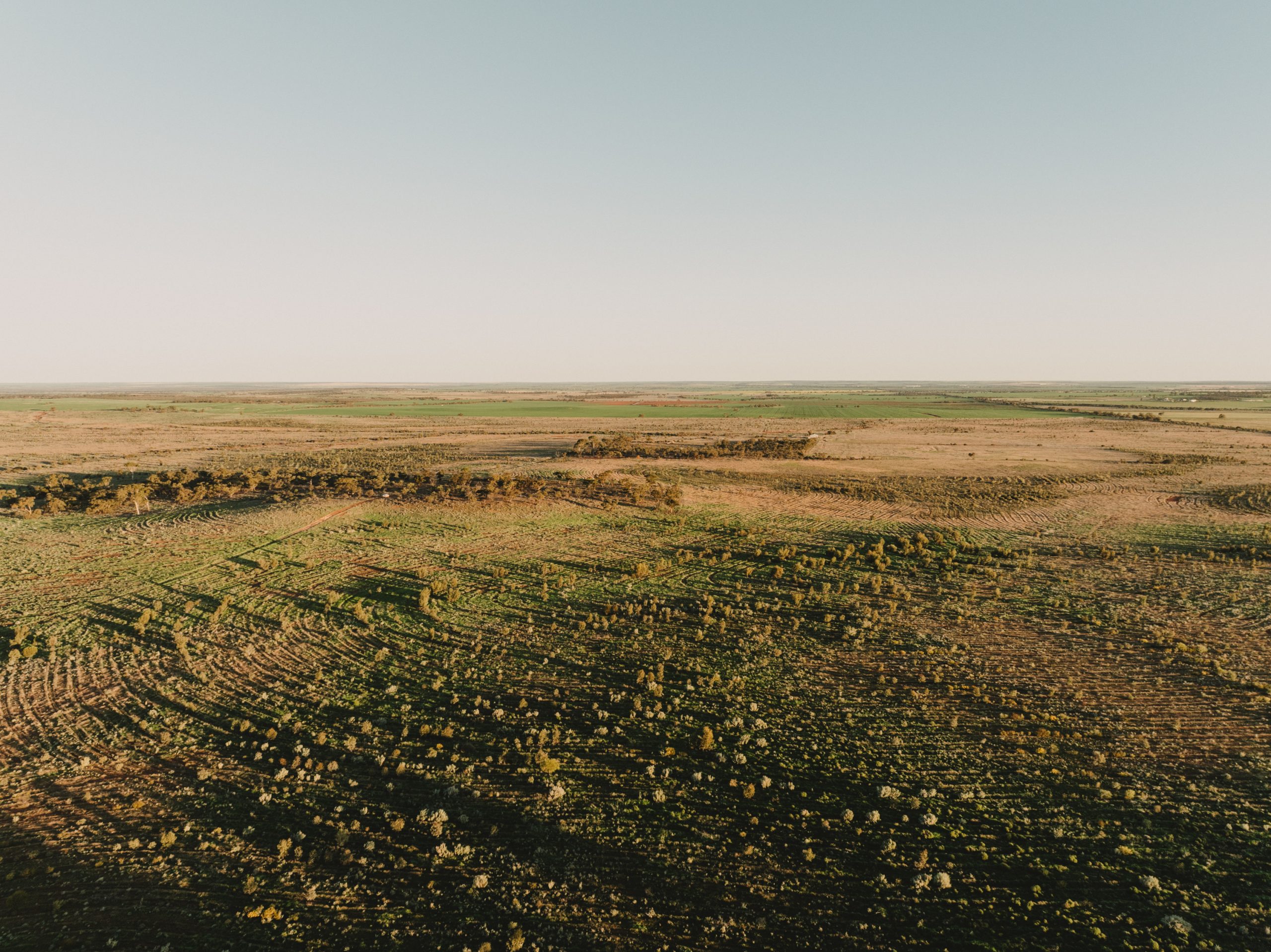 Plant Trees for Reforestation in Australia - Carbon Neutral